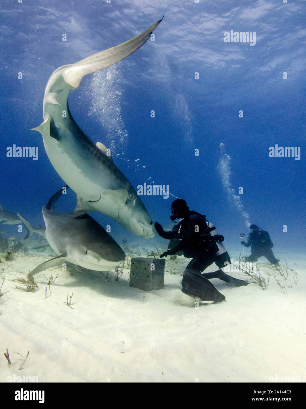 Scuba divers interacting with a pair of tiger sharks, Tiger Beach ...