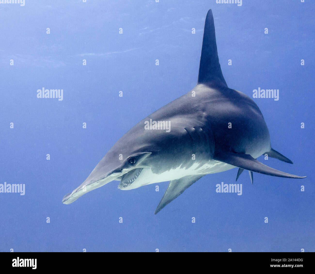 Shark turning hi-res stock photography and images - Alamy