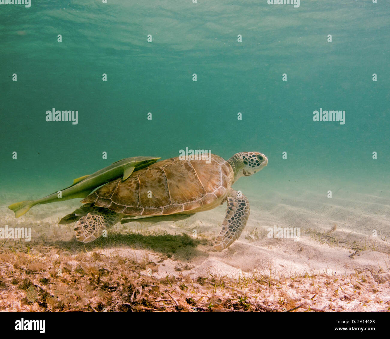 Turtles with remora hi-res stock photography and images - Alamy