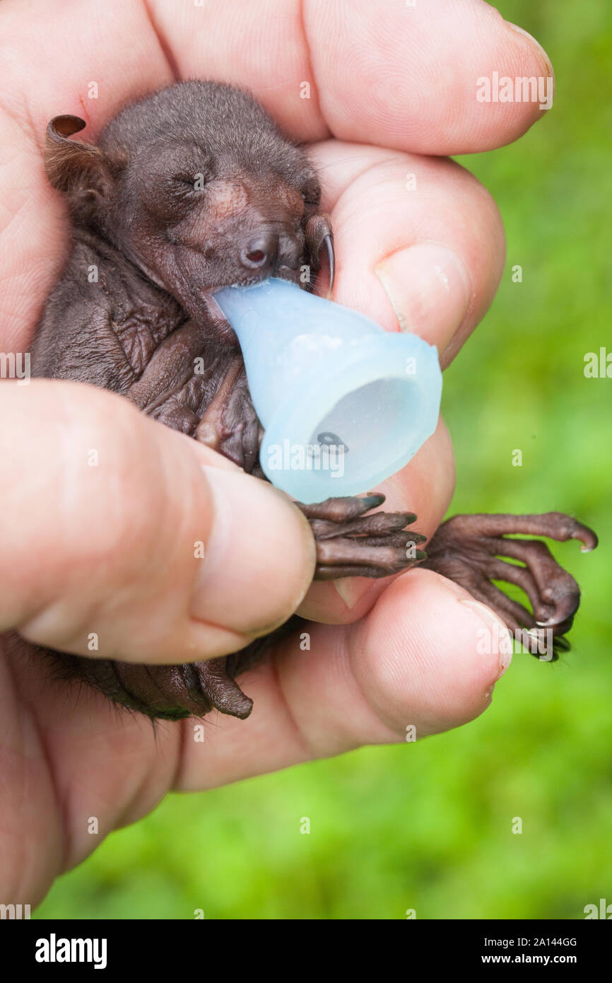Orphan Little red Flying-fox (Pteropus scapulatus) - male 6 days old in ...