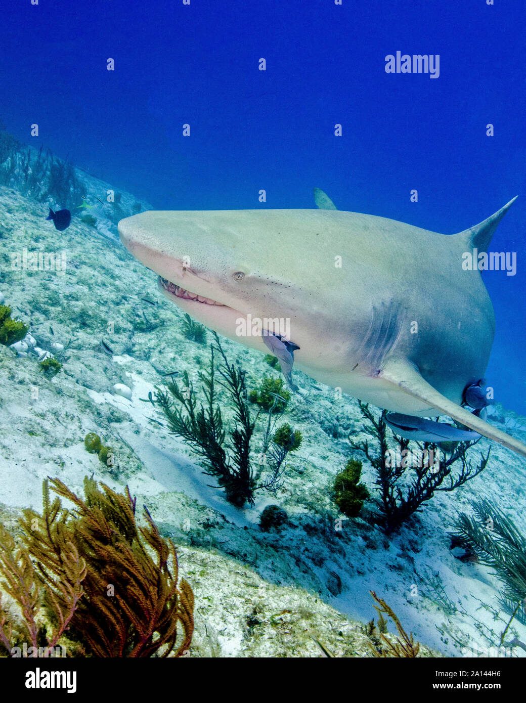 Lemon shark swimming over reef, Tiger Beach, Bahamas Stock Photo - Alamy
