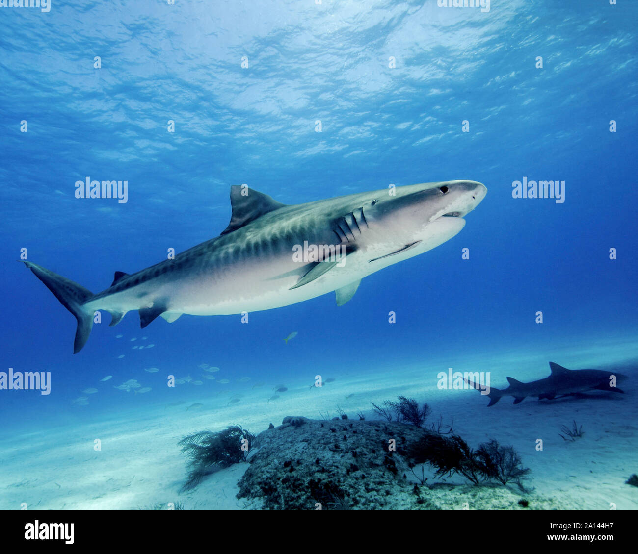 Side view of a tiger shark, Tiger Beach, Bahamas Stock Photo - Alamy