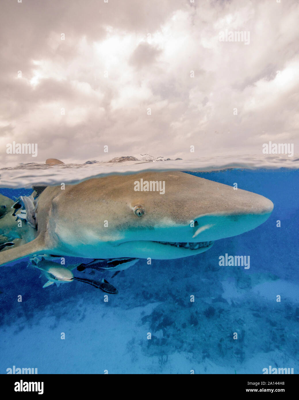 Lemon shark swimming in water hi-res stock photography and images - Alamy