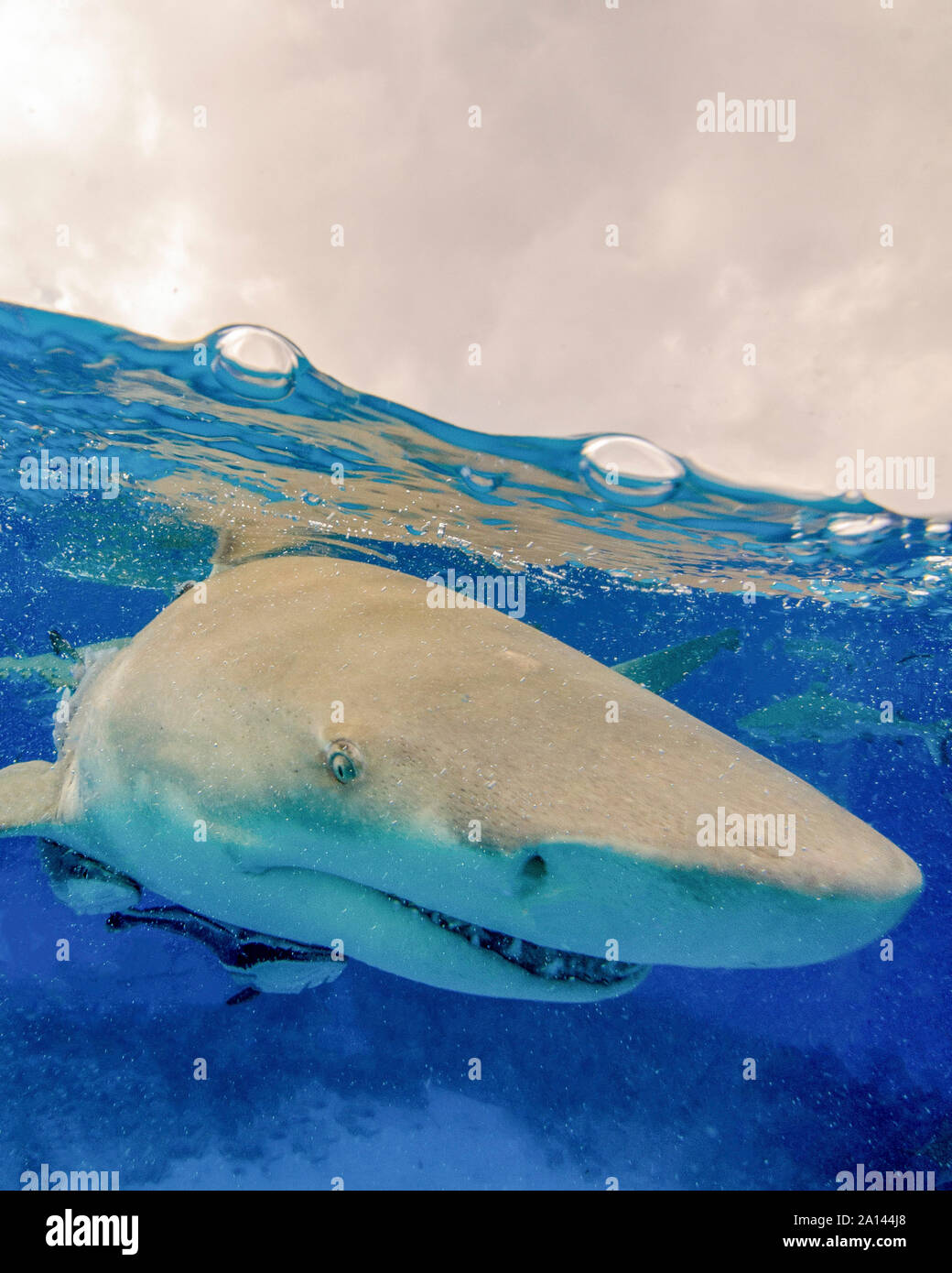 Lemon shark swimming in water hi-res stock photography and images - Alamy