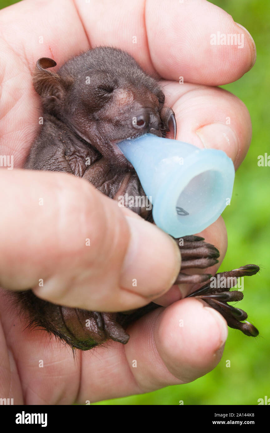 Orphan Little red Flying-fox (Pteropus scapulatus) - male 6 days old in ...