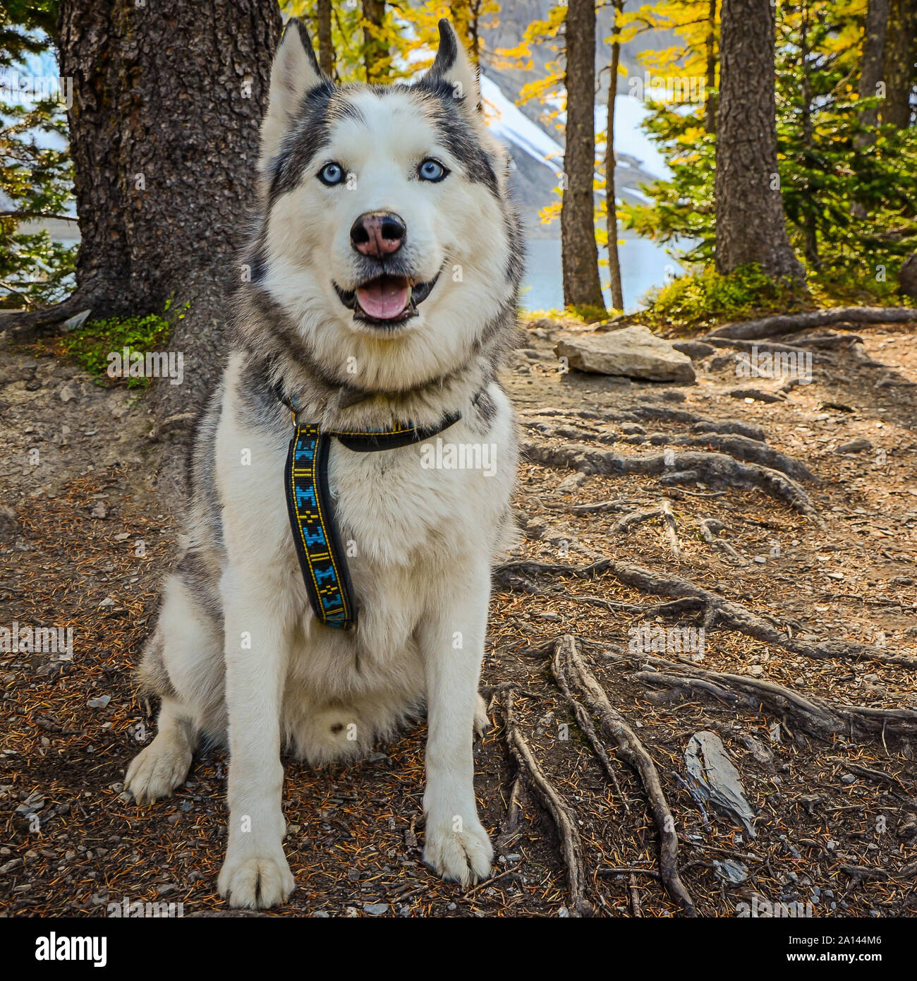Dog lake kootenay national park hi-res stock photography and images - Alamy