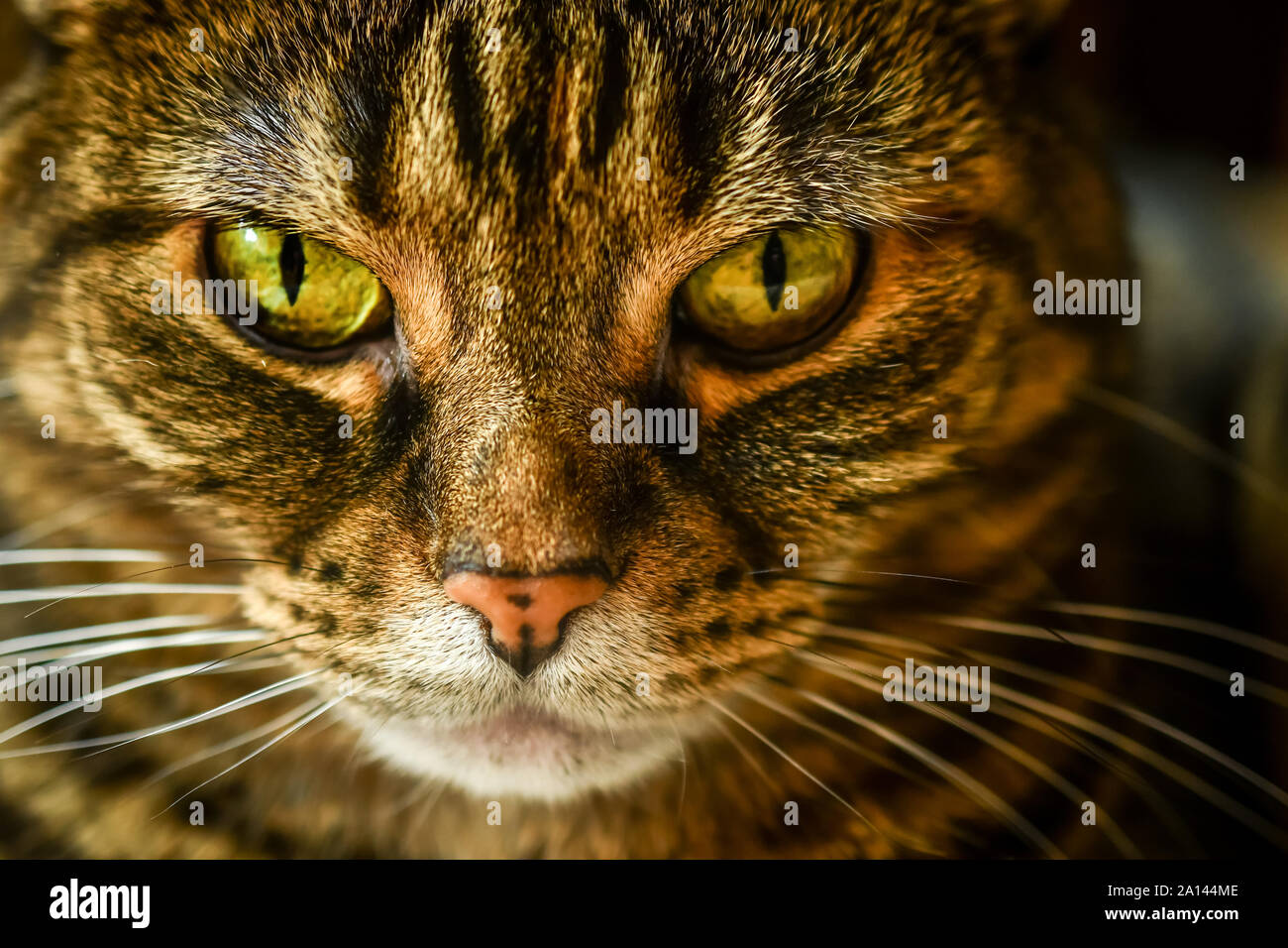Grumpy looking animals hi-res stock photography and images - Alamy