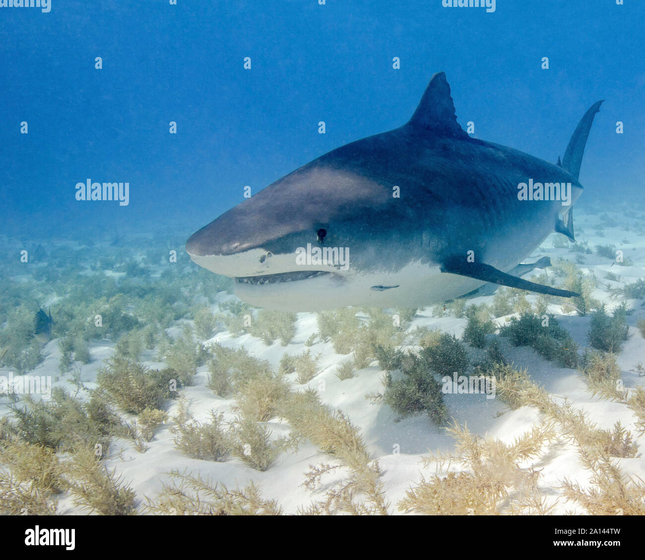 Tiger shark swimming over a seabed, Tiger Beach, Bahamas Stock Photo ...