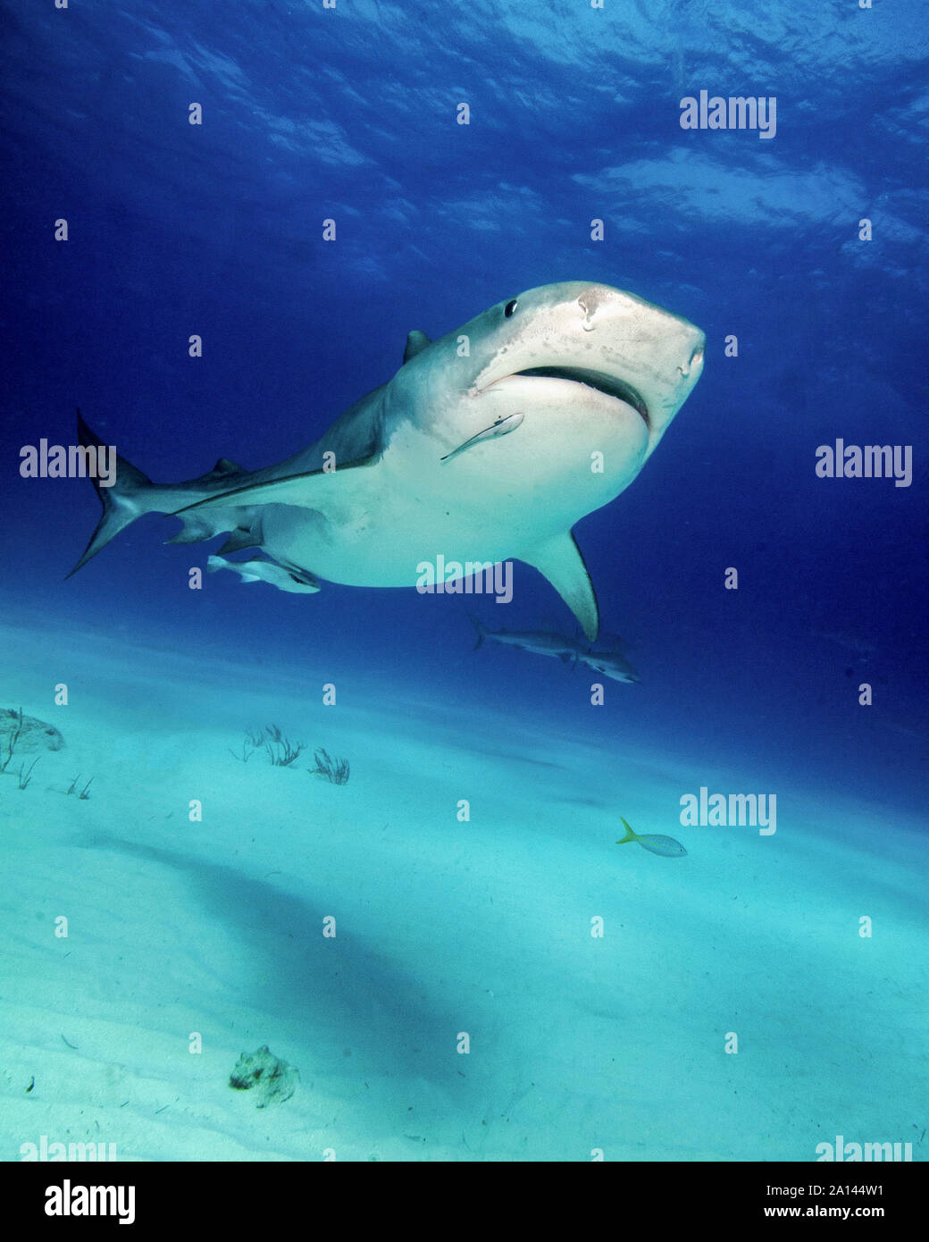 Low angle front view of a tiger shark, Tiger Beach, Bahamas Stock Photo ...
