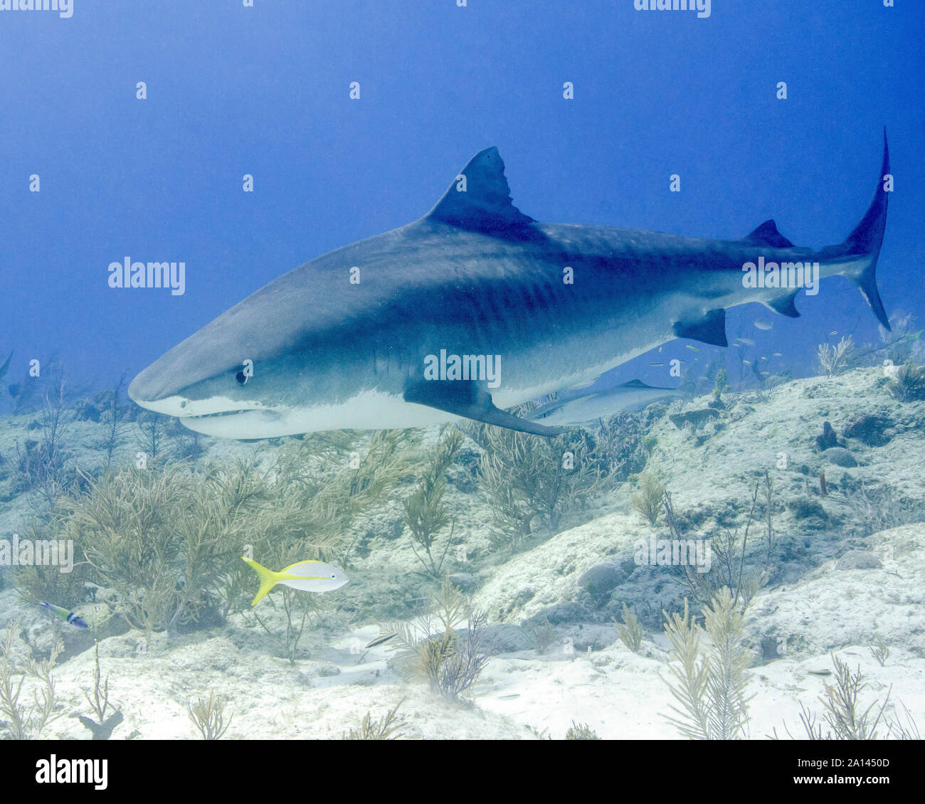 Tiger shark swimming with a yellowtail snapper, Tiger Beach, Bahamas ...
