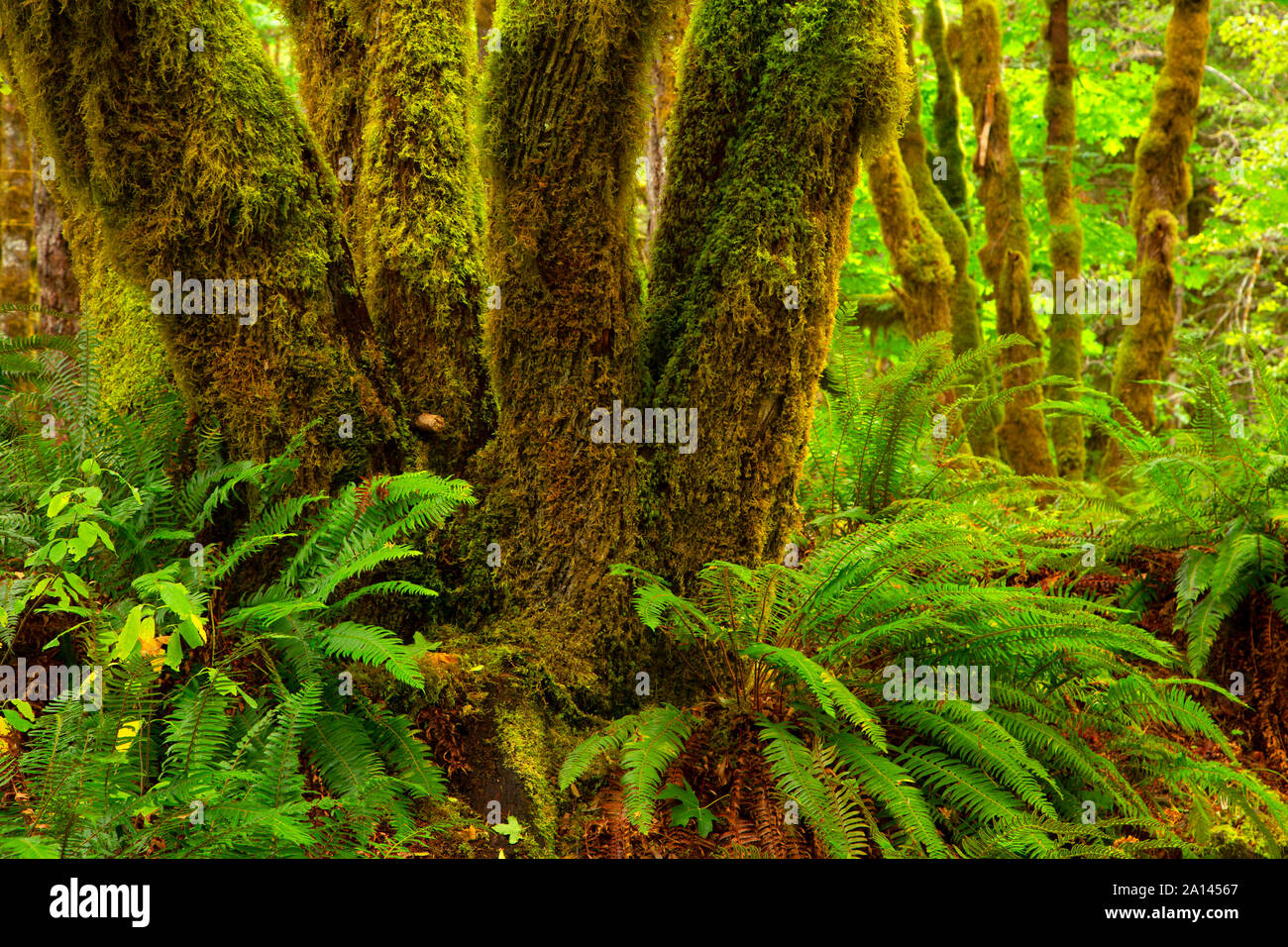 Bigleaf maple (Acer macrophyllum) along Brice Creek Trail, Umpqua ...