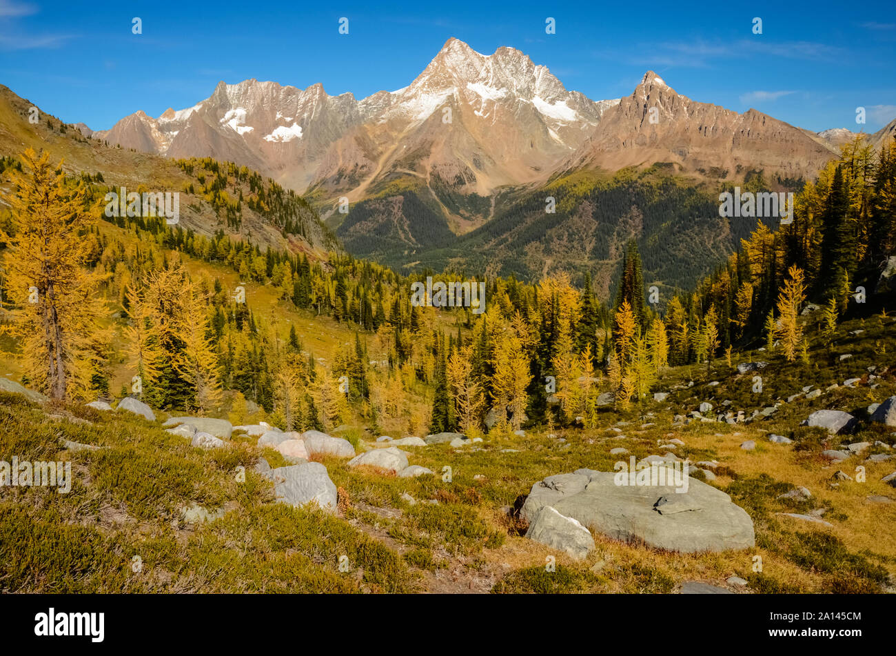 Golden Larch in fall, Jumbo Pass in the Purcell Mountains, British ...