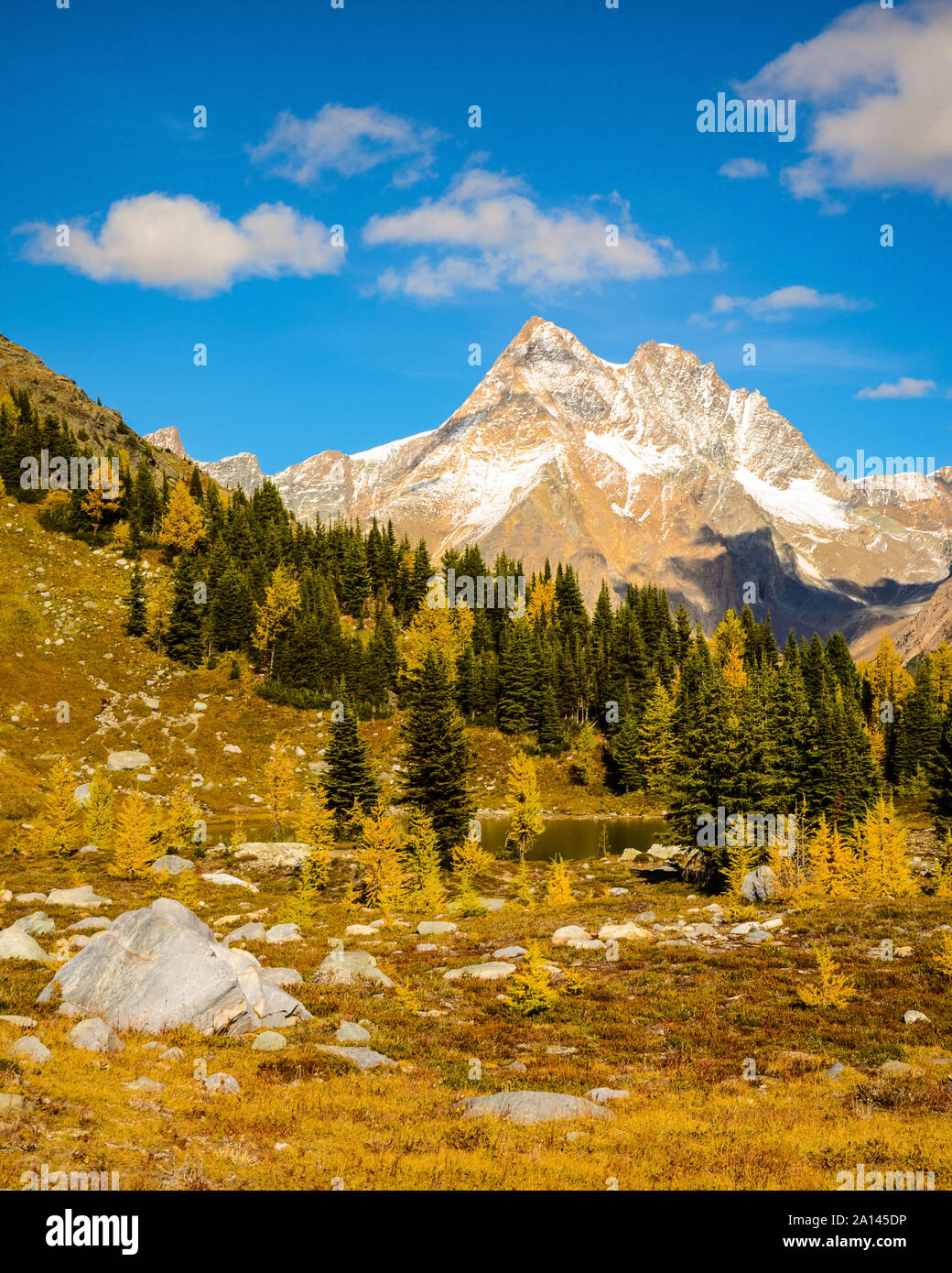 Golden Larch in the Purcell Mountain Range - Fall / Autumn Jumbo Pass ...