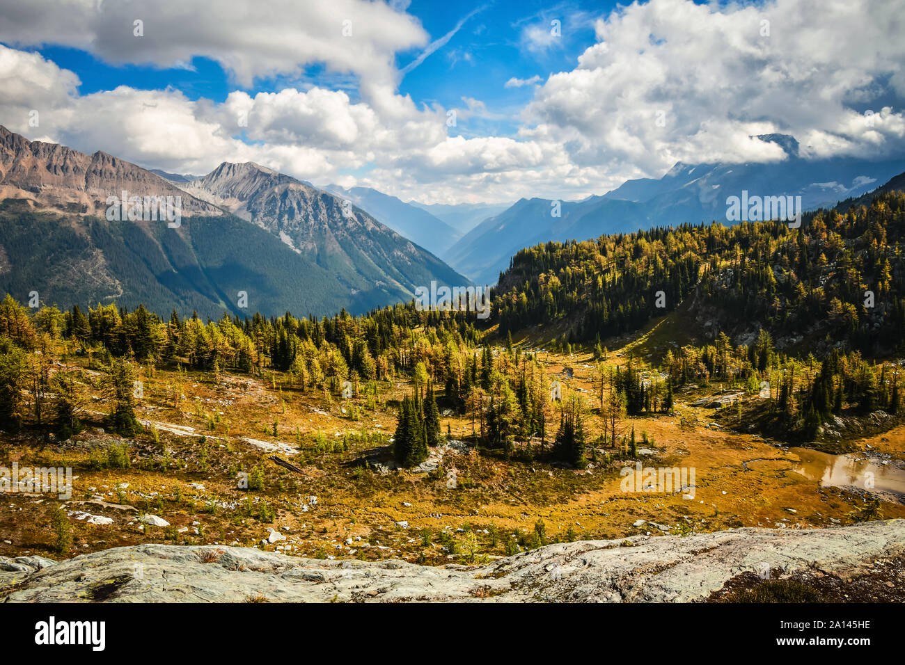 Golden Larch in fall, Jumbo Pass in the Purcell Mountains, British ...