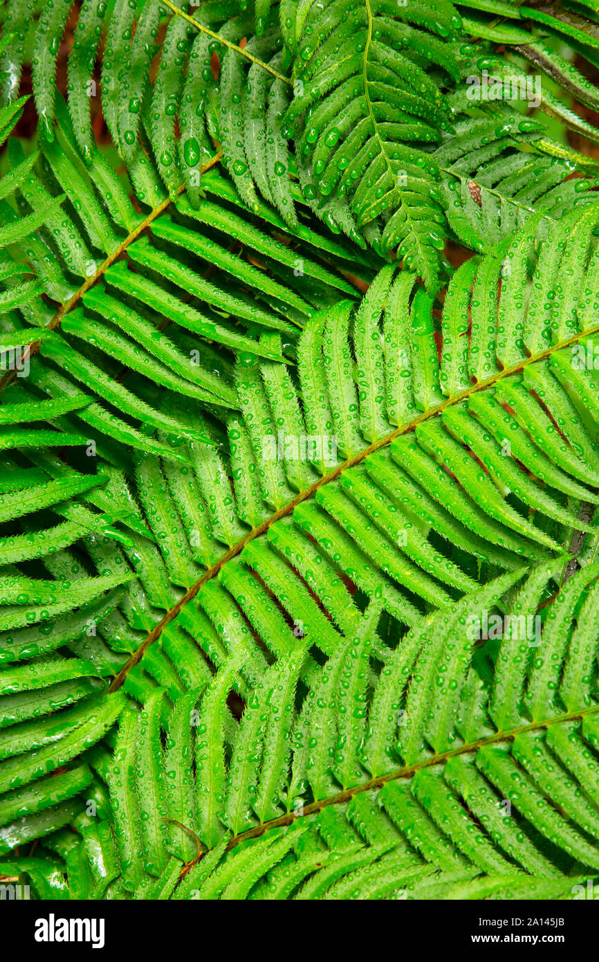 Western sword fern (Polystichum munitum) along Wolf Creek Falls Trail ...