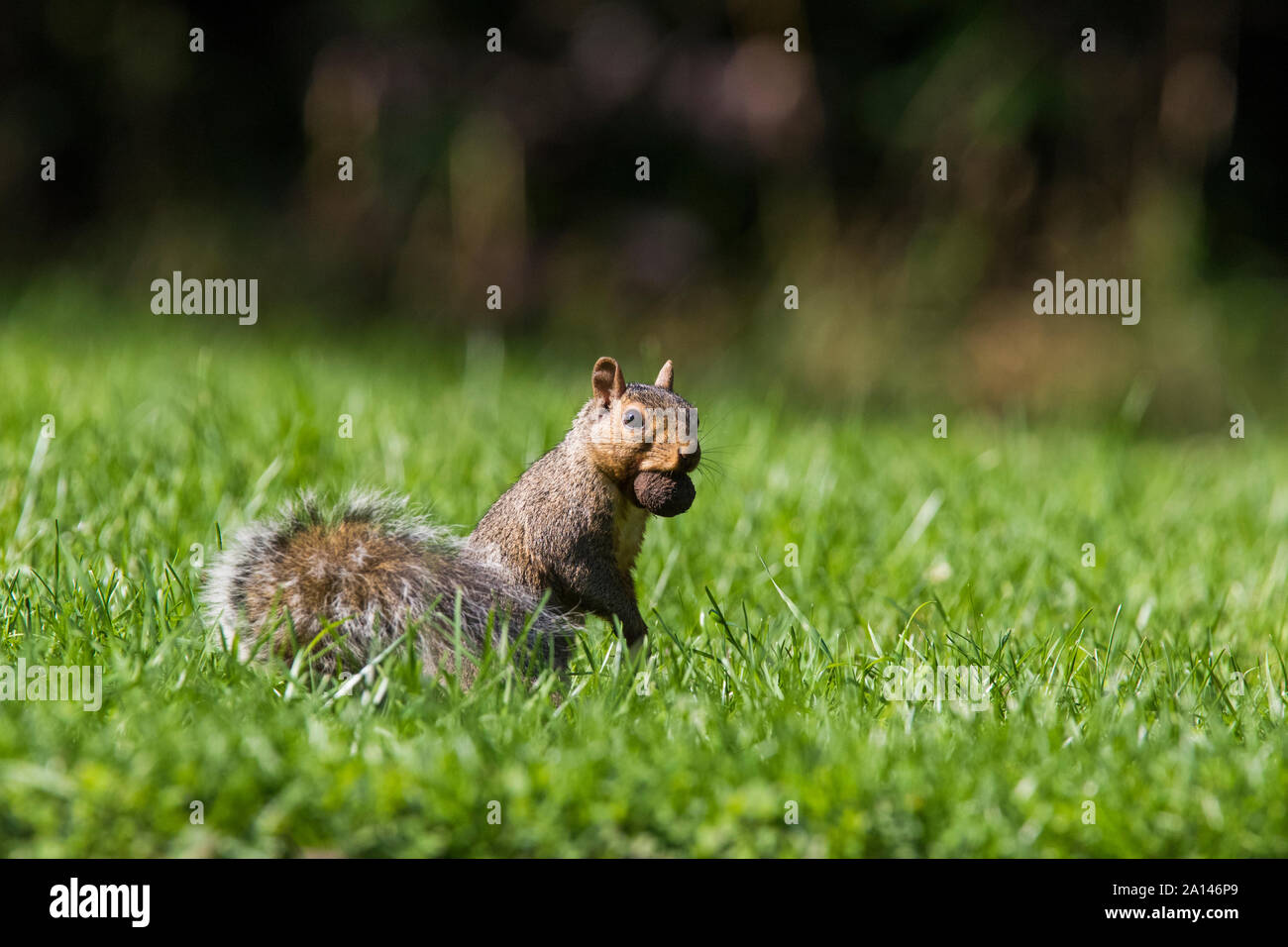 Female Eastern grey squirrels Sciurus carolinensis in fall Stock Photo ...