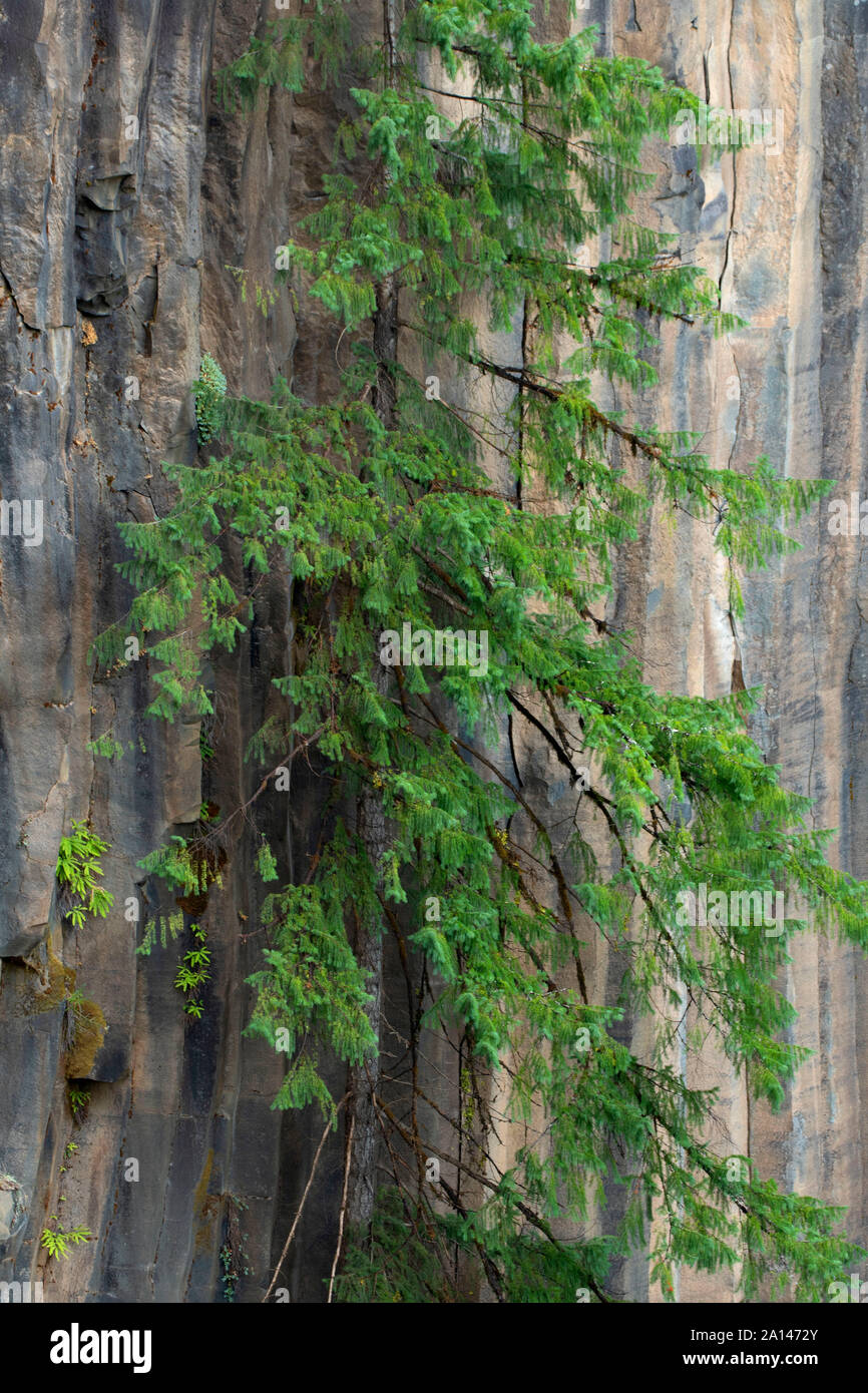 Douglas fir with columnar basalt from Toketee Falls Trail, Umpqua ...