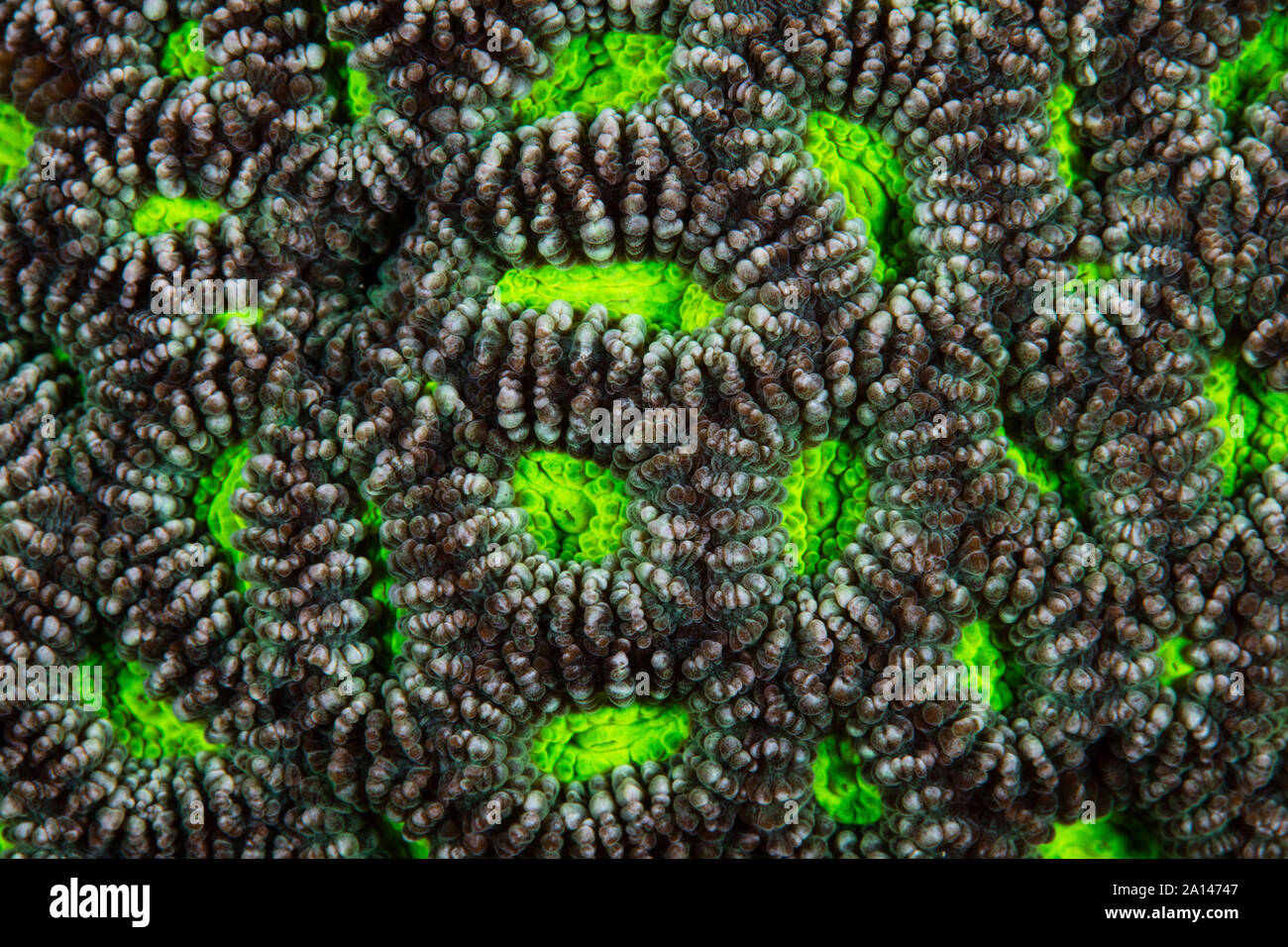 Detail of coral polyps growing on a healthy reef in Raja Ampat ...
