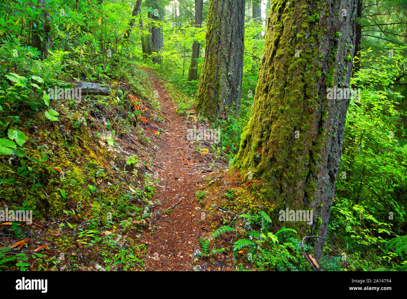 Clearwater River Trail, Umpqua National Forest, Rogue-Umpqua National ...