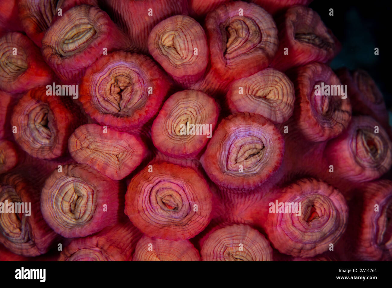 Detail of coral polyps, Tubastrea sp., growing on a healthy reef Stock ...