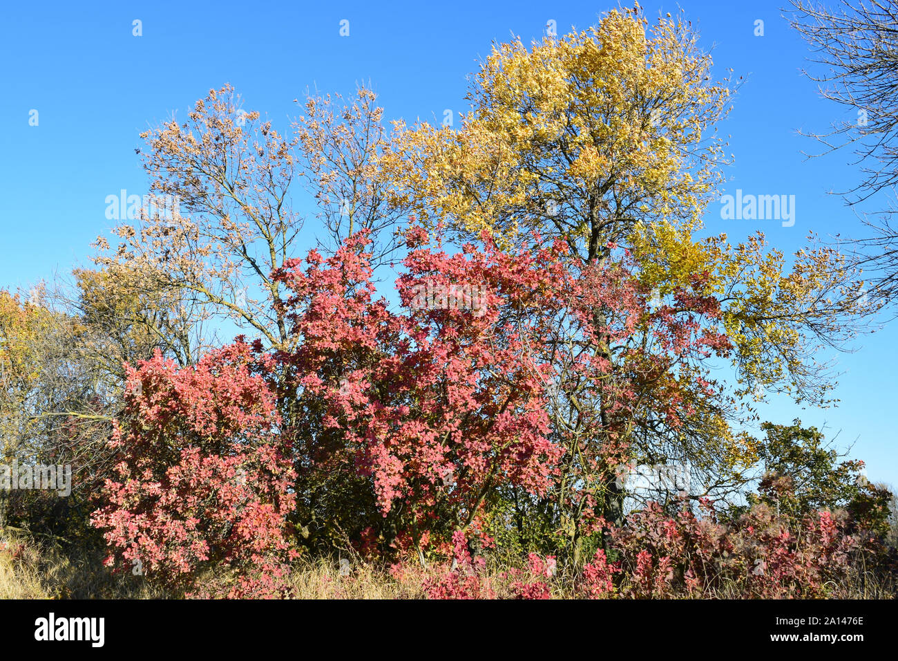 Color of leaves of cotinus coggygria and wild apricot. Trees in a ...