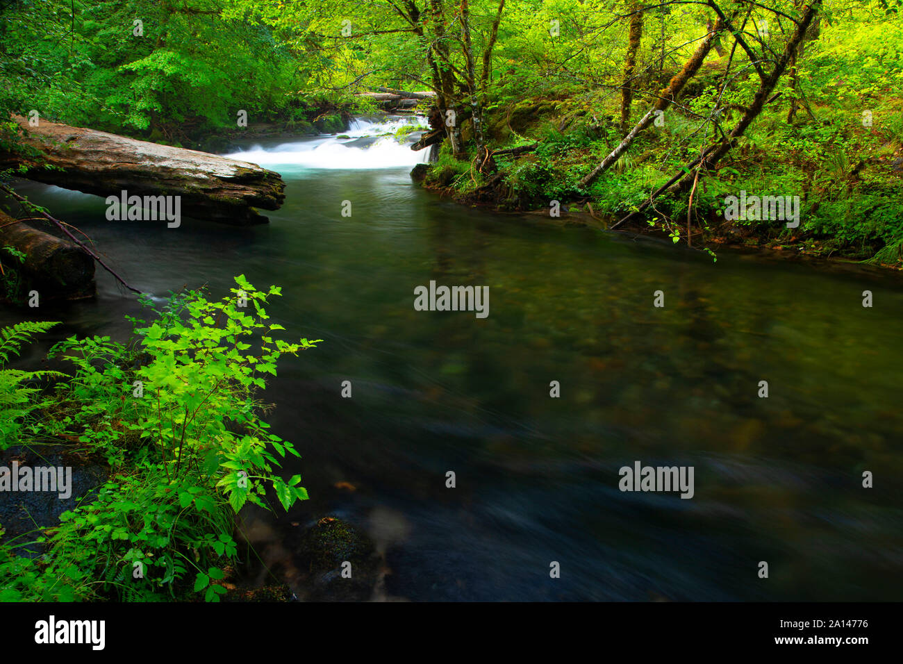 Clearwater River along Clearwater River Trail, Umpqua National Forest ...