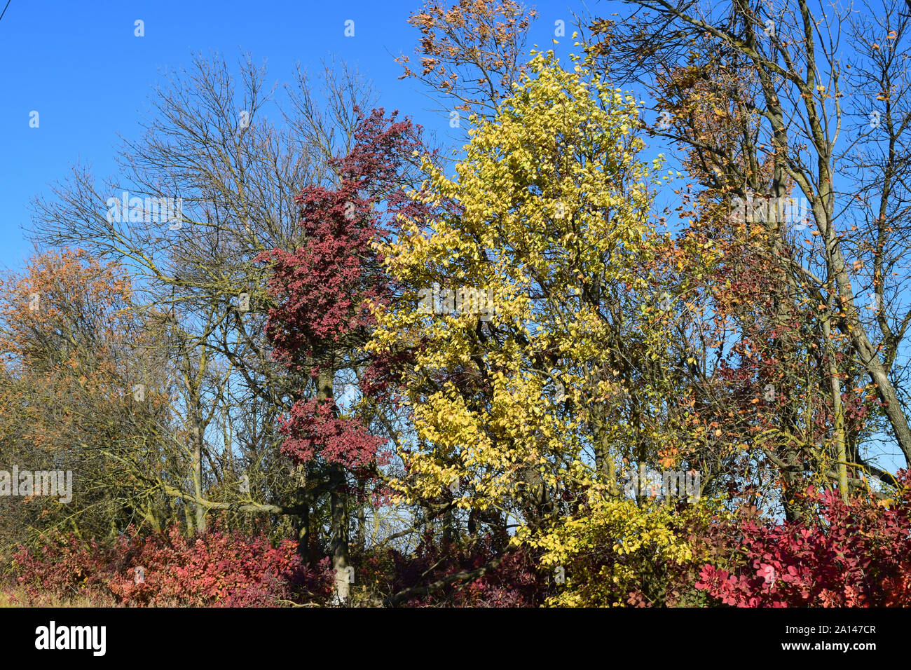 Color of leaves of cotinus coggygria and wild apricot. Trees in a ...