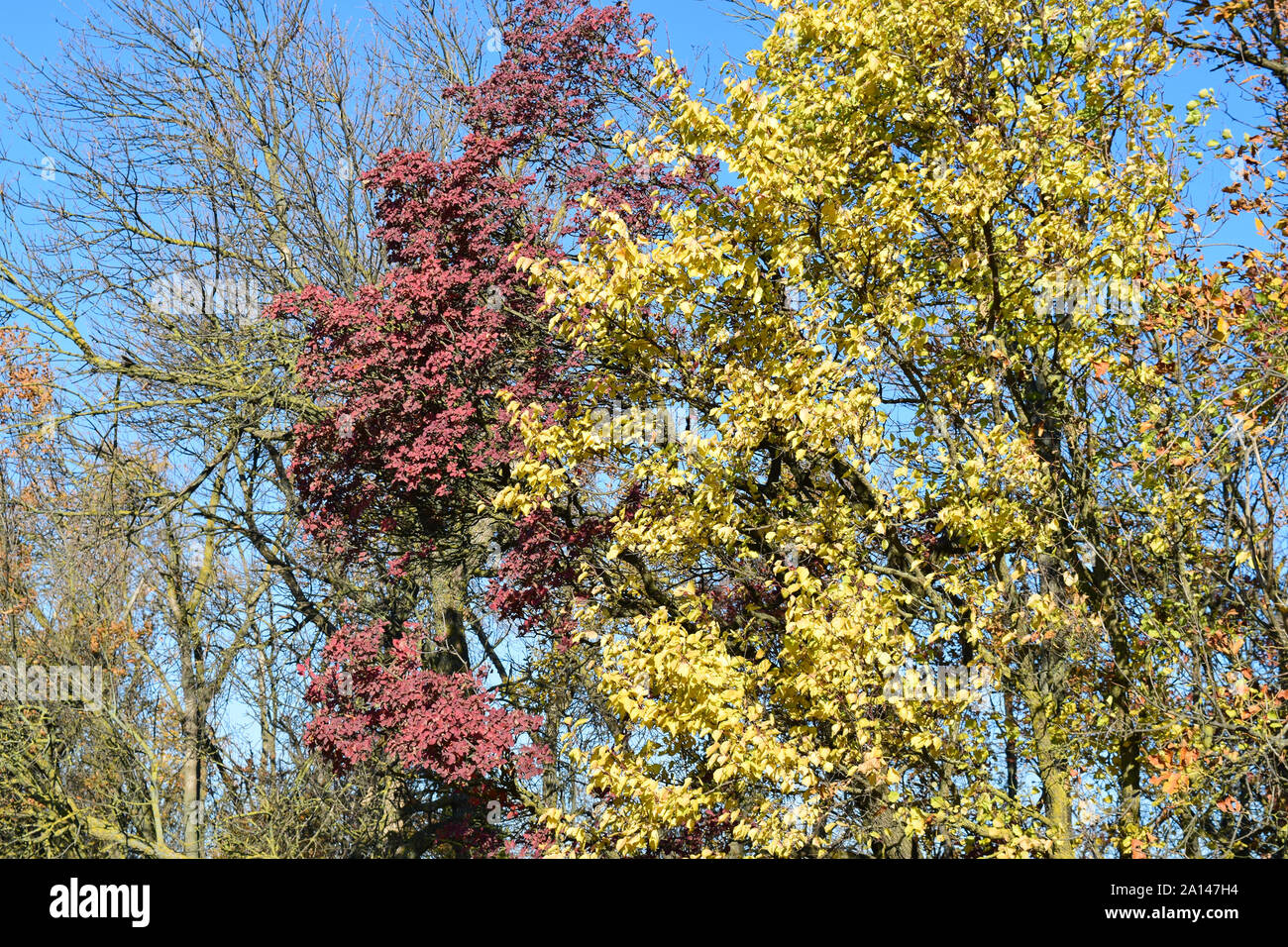 Color of leaves of cotinus coggygria and wild apricot. Trees in a ...