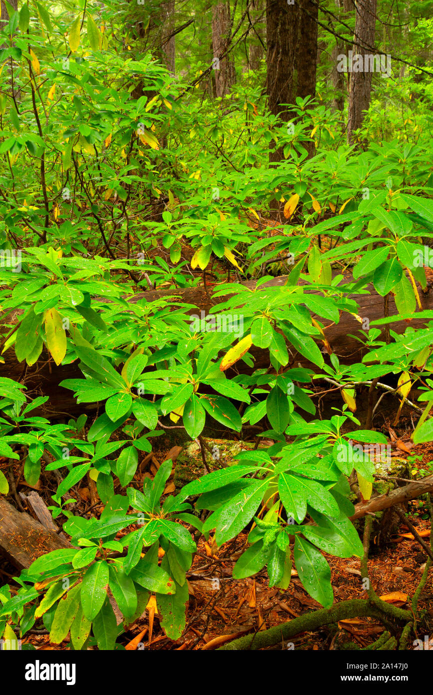 Pacific rhododendron (Rhododendron macrophyllum) along Warm Springs ...