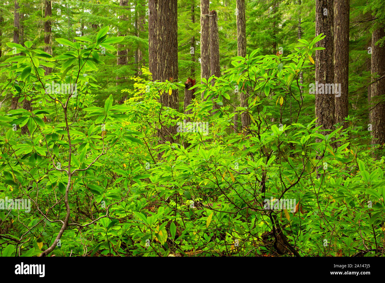 Pacific rhododendron (Rhododendron macrophyllum) along Warm Springs ...