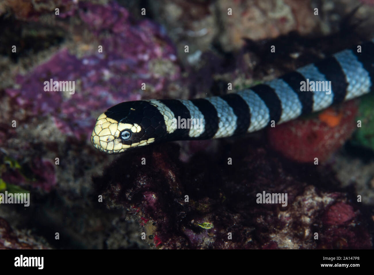 Striped coral snake hi-res stock photography and images - Alamy