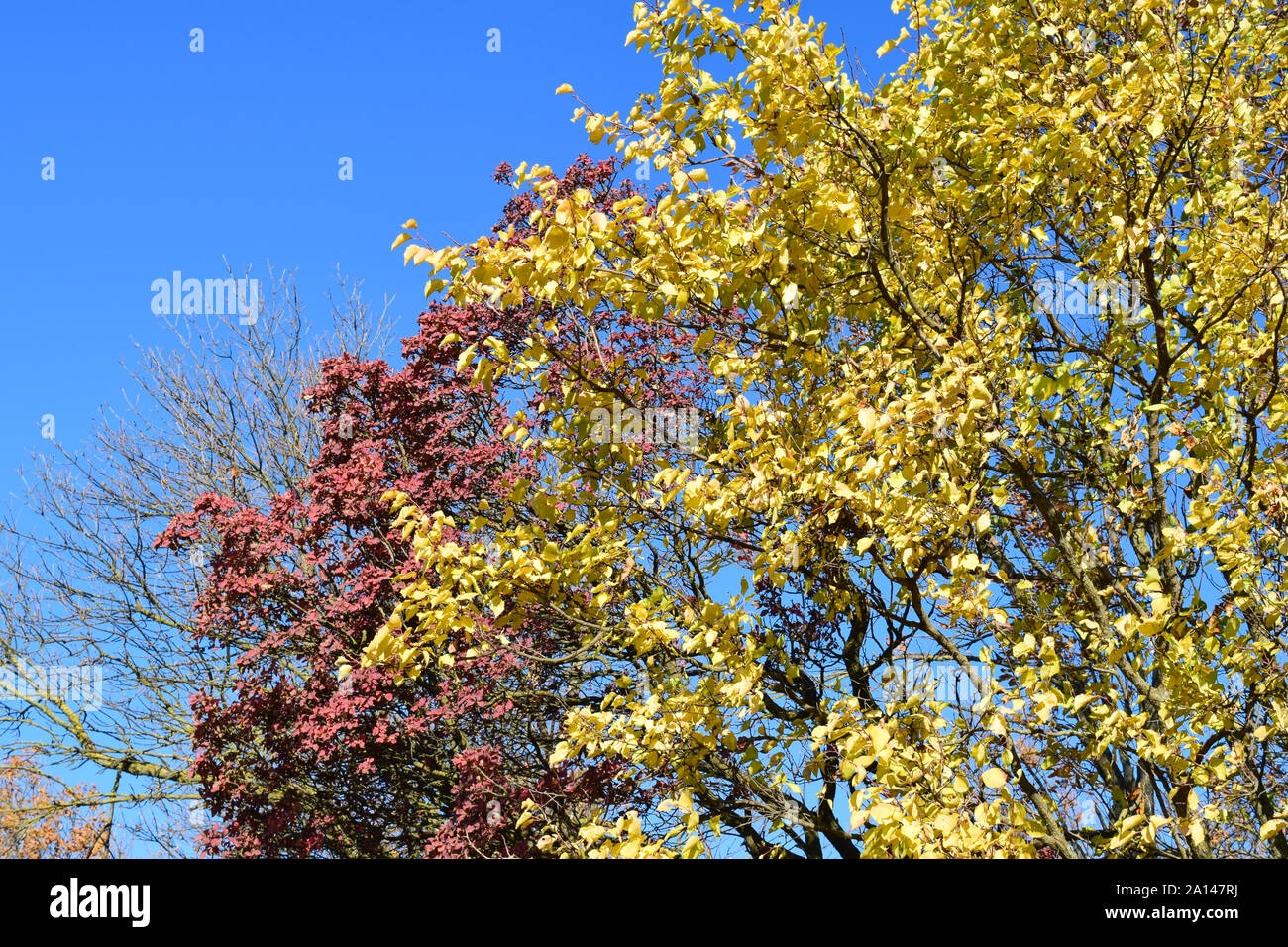 Color of leaves of cotinus coggygria and wild apricot. Trees in a ...