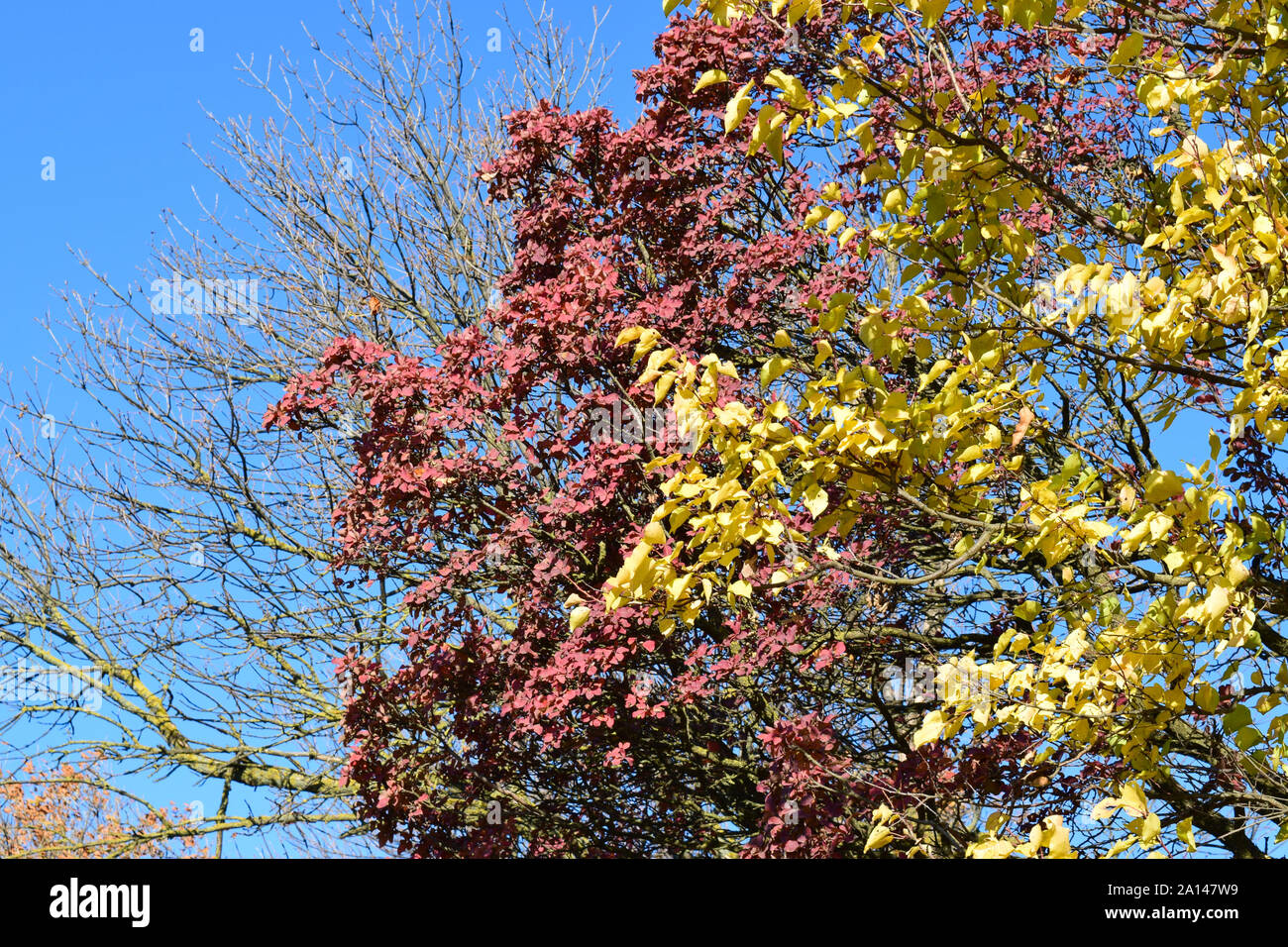 Color of leaves of cotinus coggygria and wild apricot. Trees in a ...