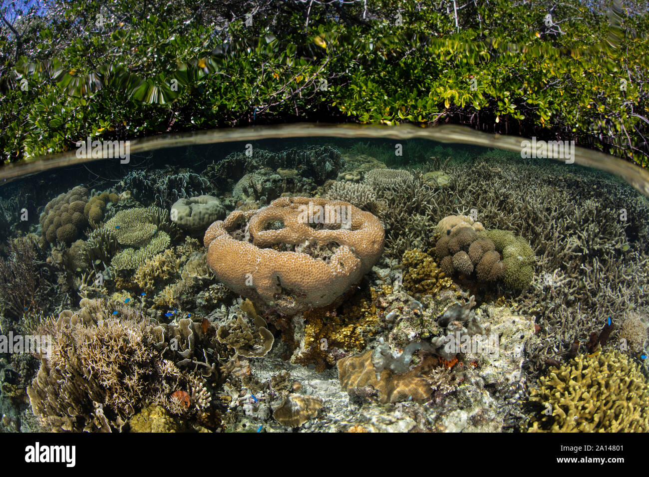 Healthy corals grow on the edge of a mangrove forest in Raja Ampat ...