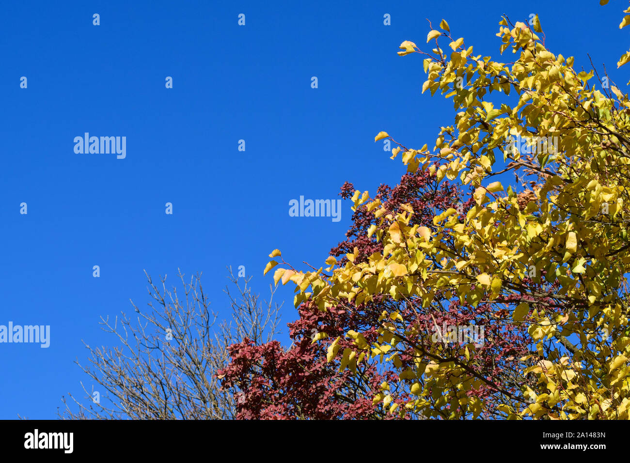 Color of leaves of cotinus coggygria and wild apricot. Trees in a ...