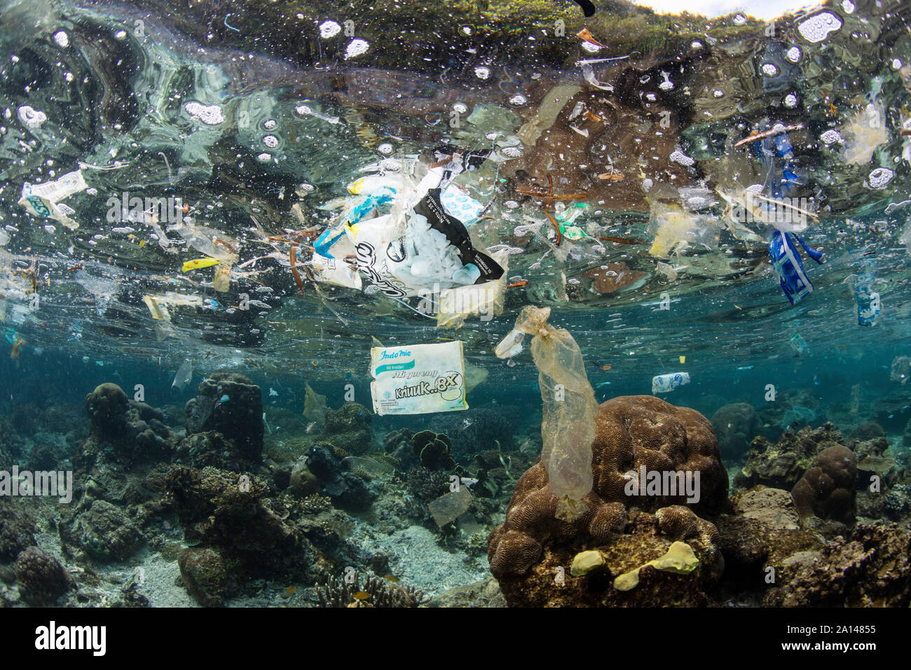 Discarded plastic bags and other trash float above a shallow coral reef ...