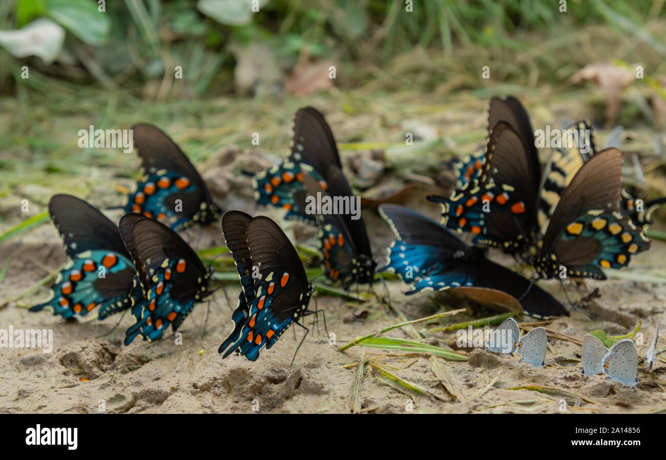 Tennessee butterflies hi-res stock photography and images - Alamy
