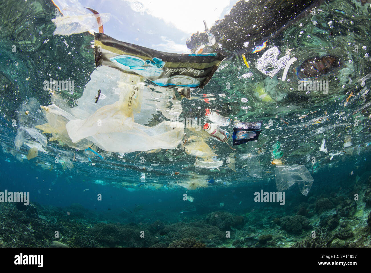 Discarded plastic bags and other trash float above a shallow coral reef ...