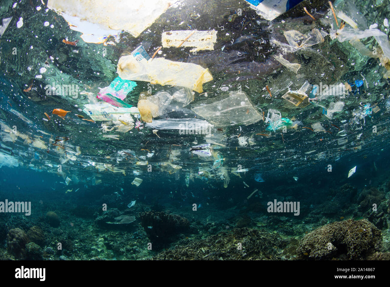 Discarded plastic bags and other trash float above a shallow coral reef ...