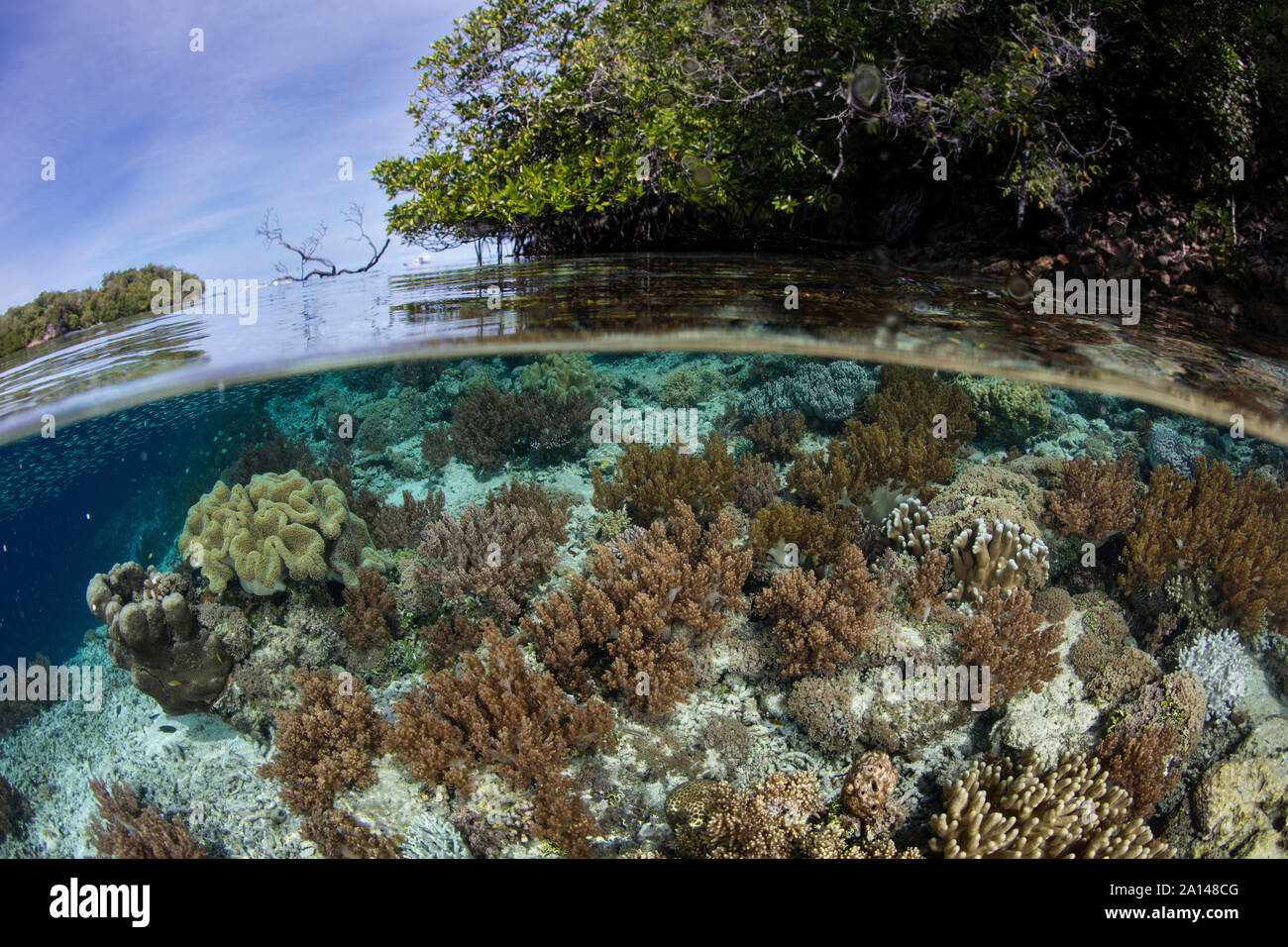 Melanesia mangrove ecosystem hi-res stock photography and images - Alamy