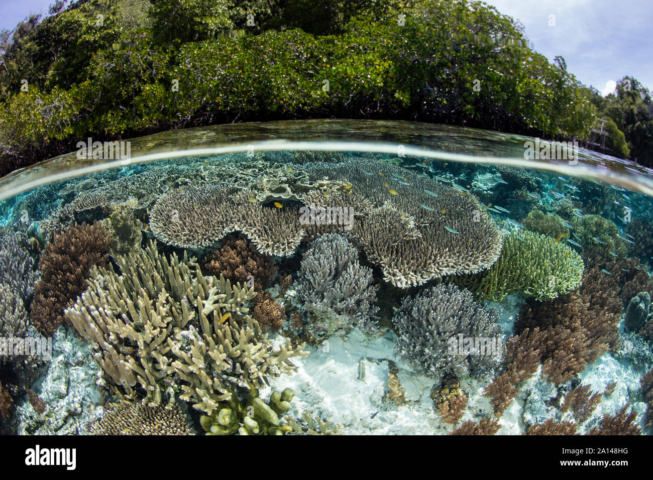A beautiful coral reef grows in a remote part of Raja Ampat, Indonesia ...