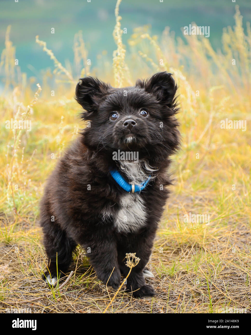 Papillon puppy hi-res stock photography and images - Alamy