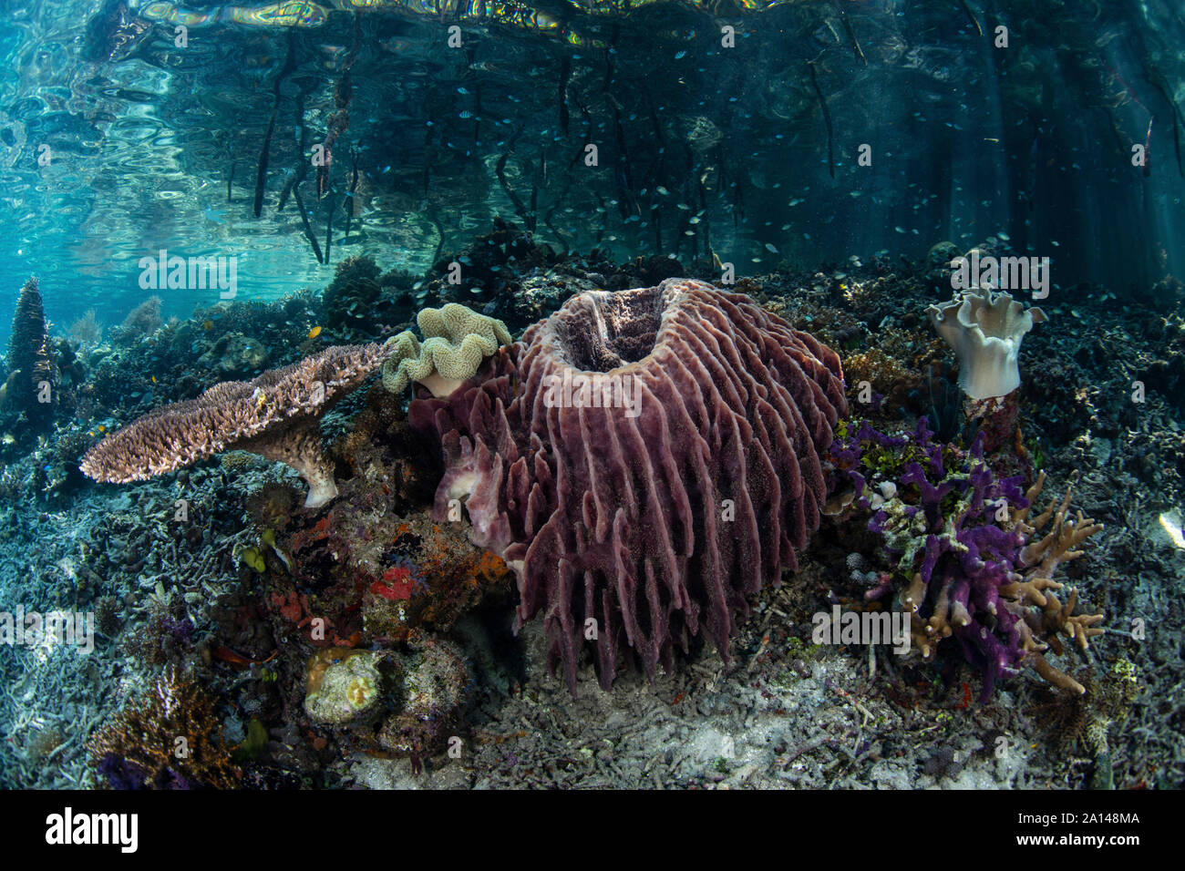 Invertebrates Pictures Sponges