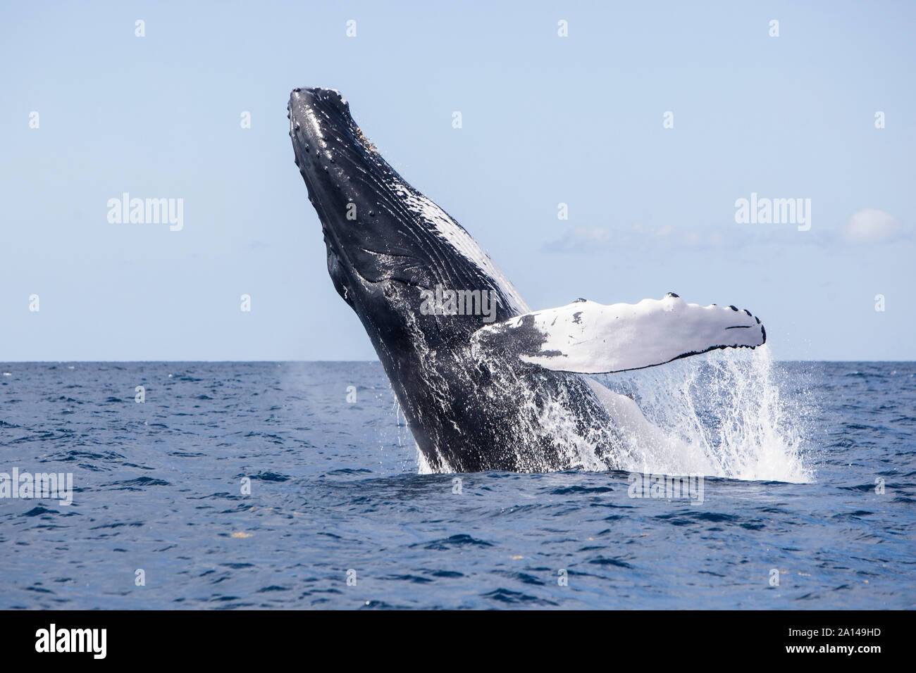 Humpback whale breaches surface water hi-res stock photography and ...