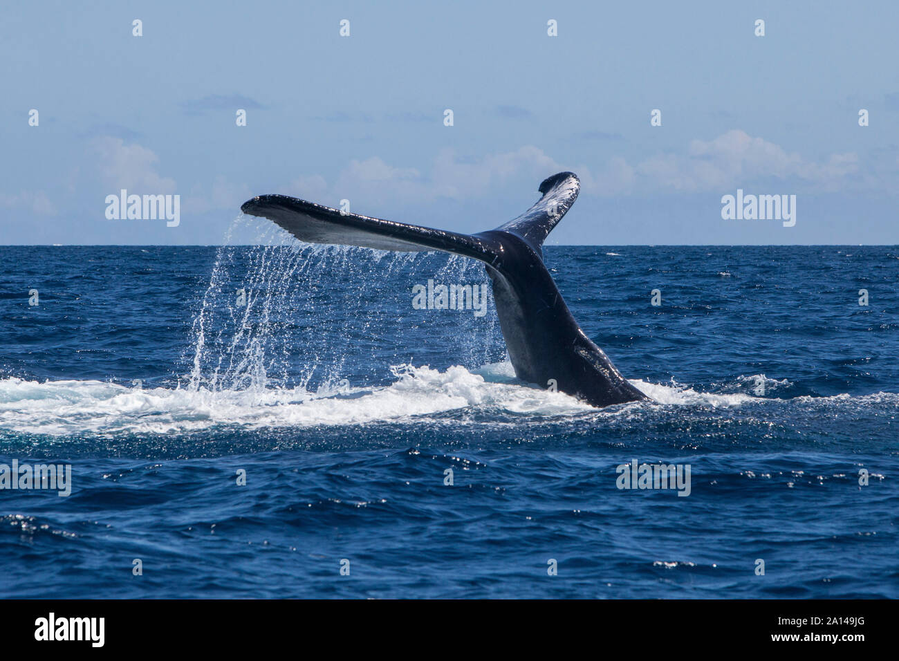 A humpback whale raises its powerful tail as it dives into the ...