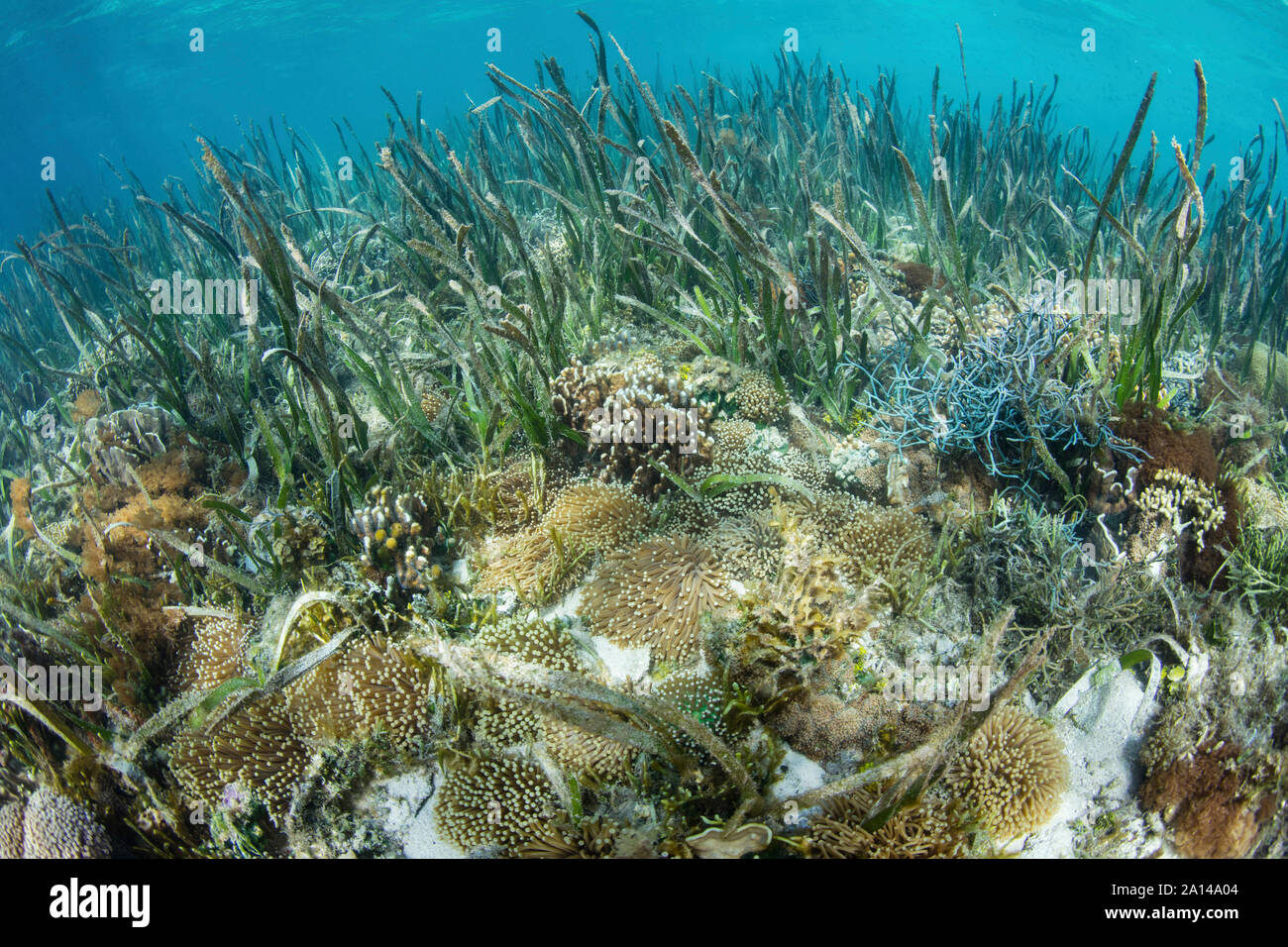 Garden coral, sponges, and other invertebrates grow in a shallow ...
