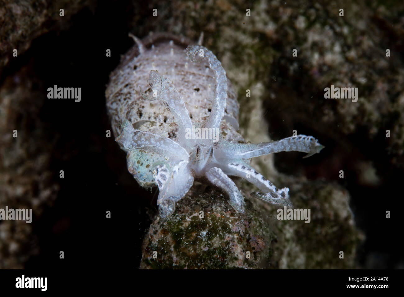 Baby Dwarf Cuttlefish