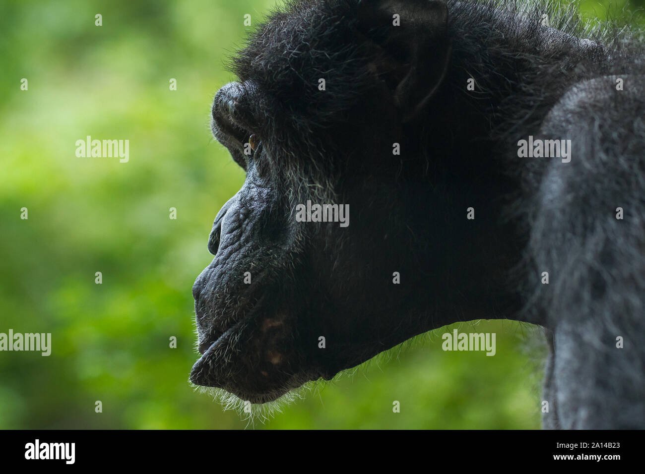 Chimpanzee profile hi-res stock photography and images - Alamy