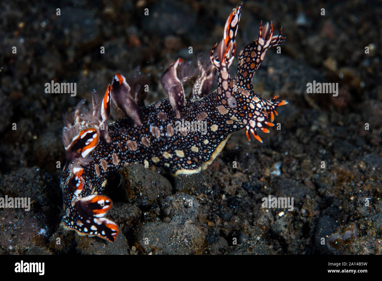 Crawling over sand hi-res stock photography and images - Alamy