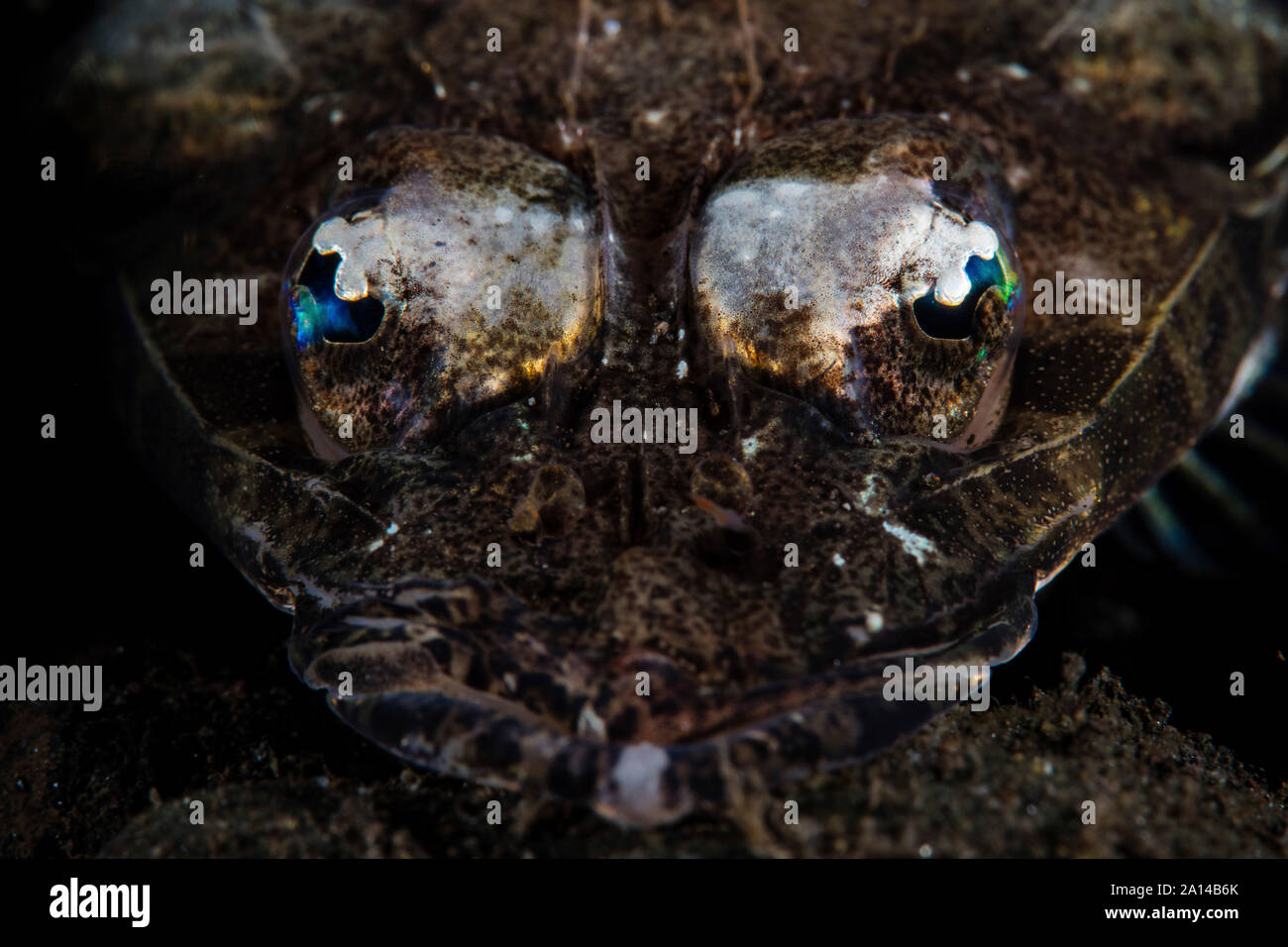 Waiting for ambush hi-res stock photography and images - Alamy